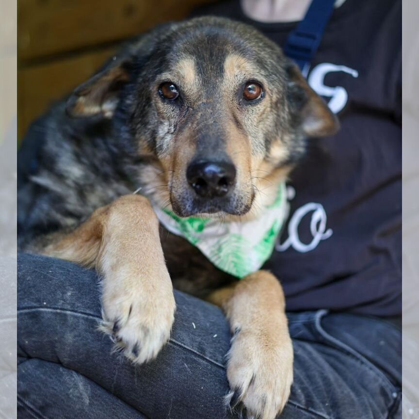 Тэд, старичок из приюта