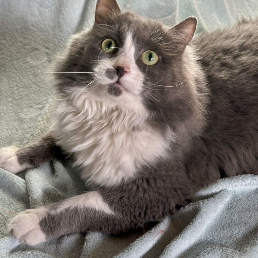 Сибирский, взрослый кот