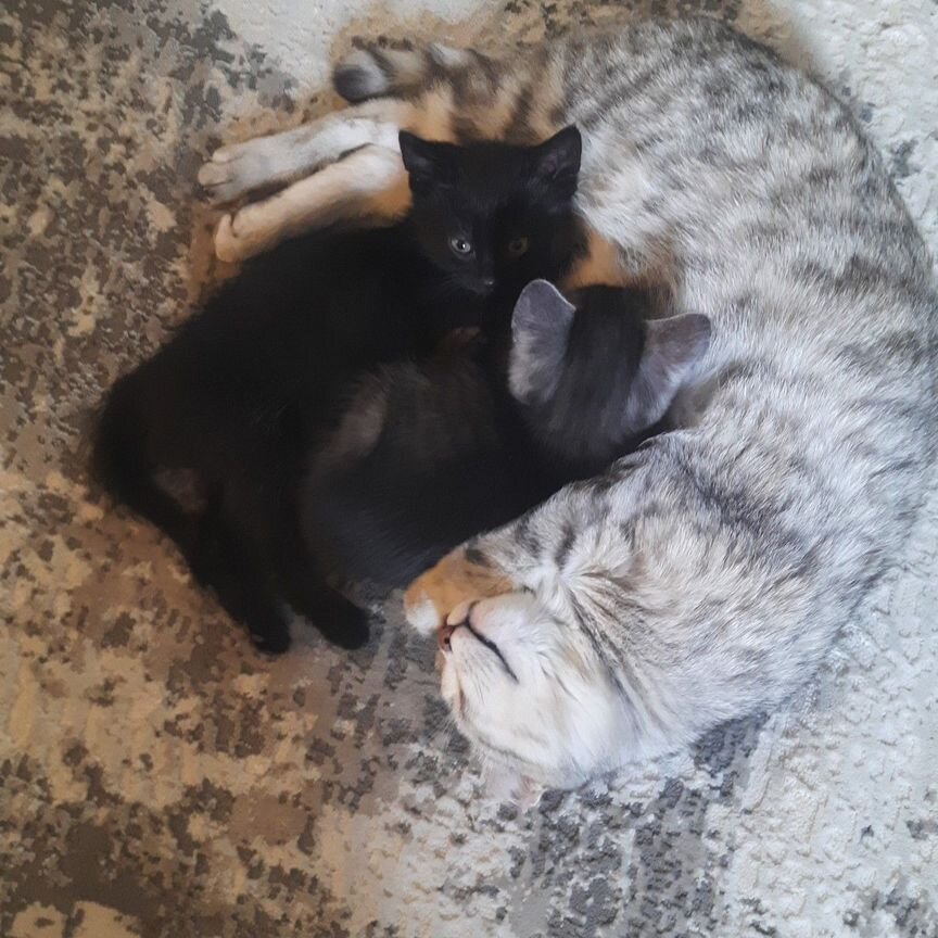 Красивые котята