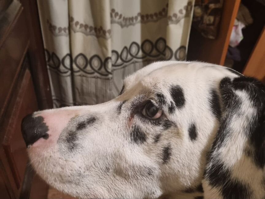 Далматинец