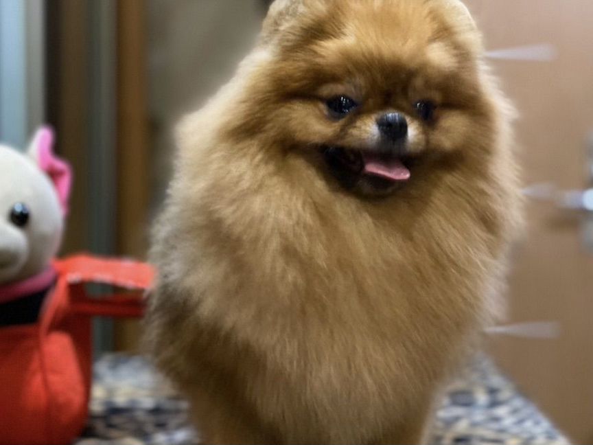 Померанский шпиц щенки