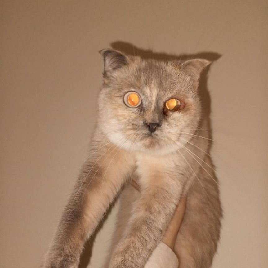 Кот и кошка бесплатно