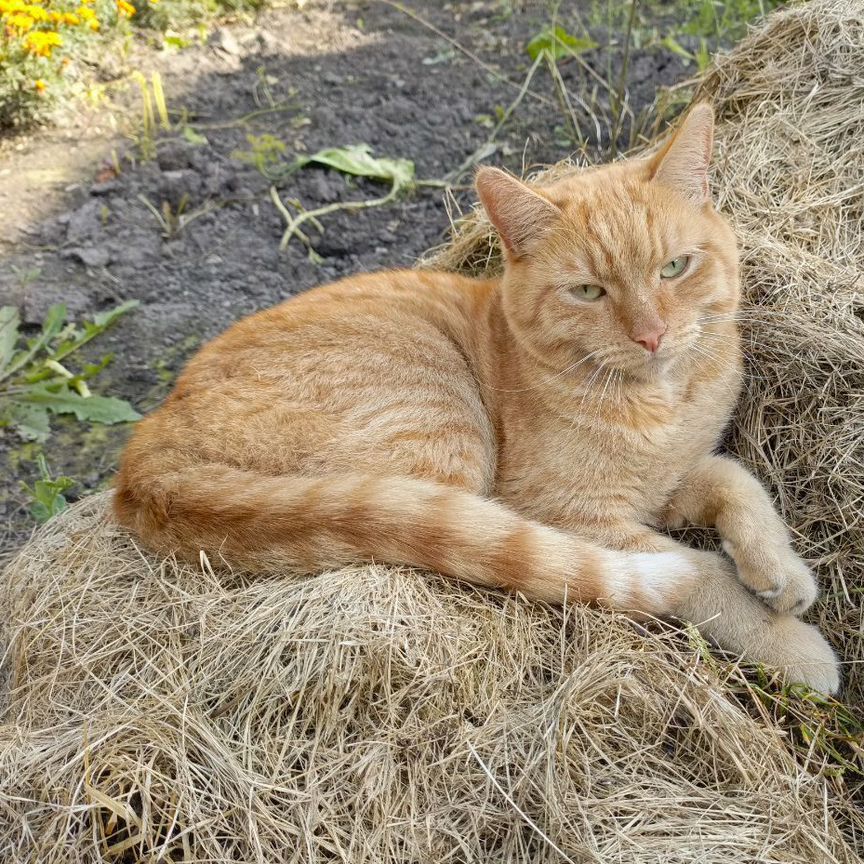 Хороший котик в добрые руки