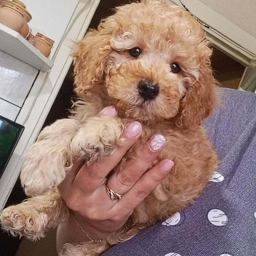 Той-пудель, щенок