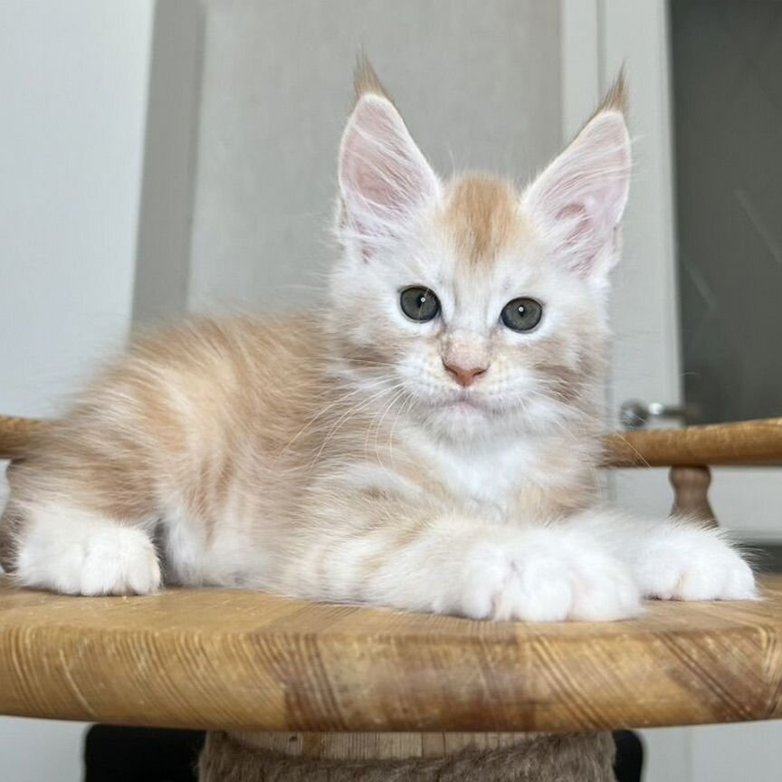 Мейн-кун котёнок