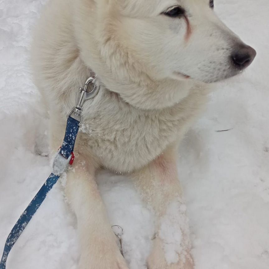 Собака ищет дом