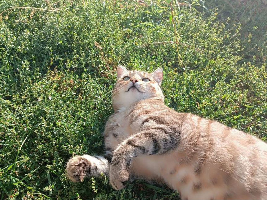 Котик бесплатно. В добрые руки. Омская область