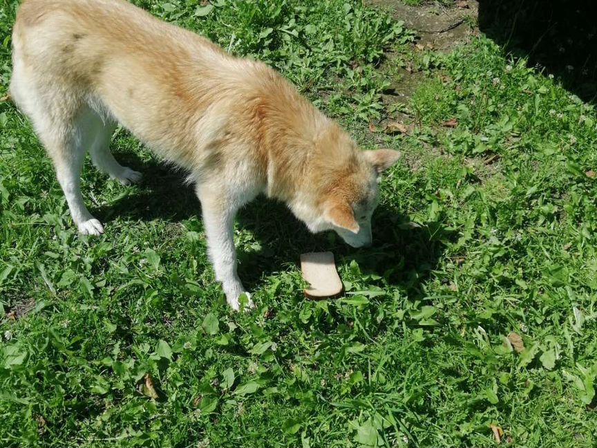 Собака в добрые руки