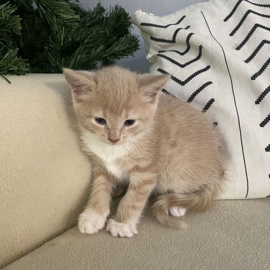 Котята