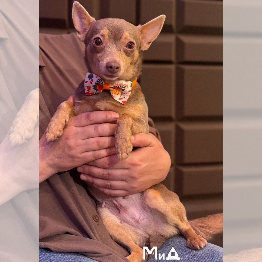 Русский той-терьер, взрослая собака