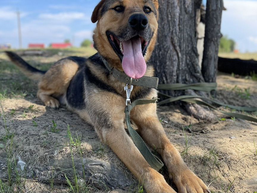 Собака в добрые руки