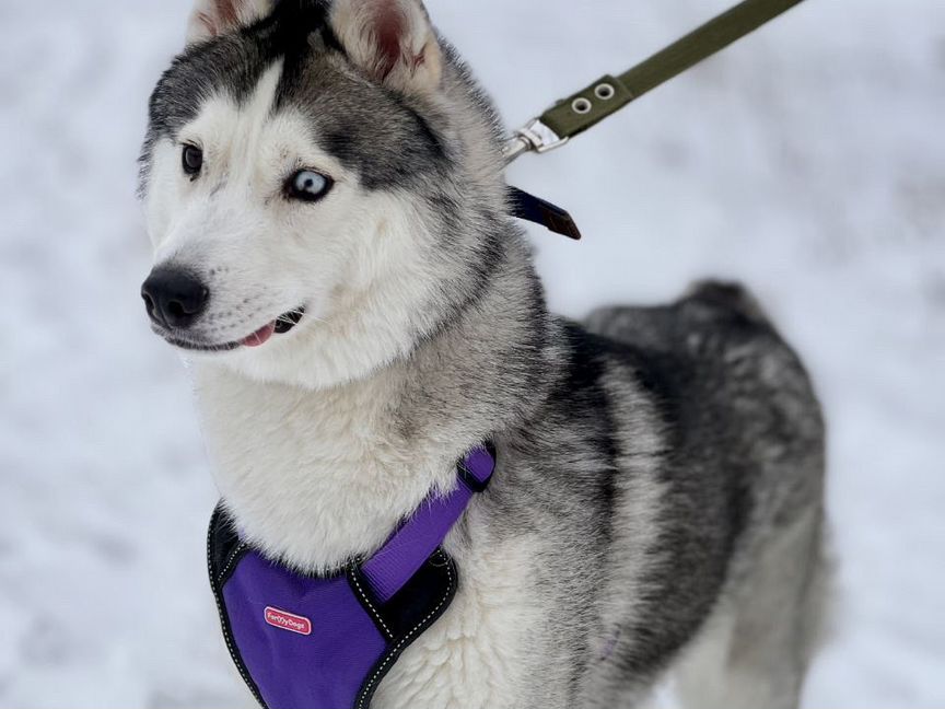 Сибирский хаски