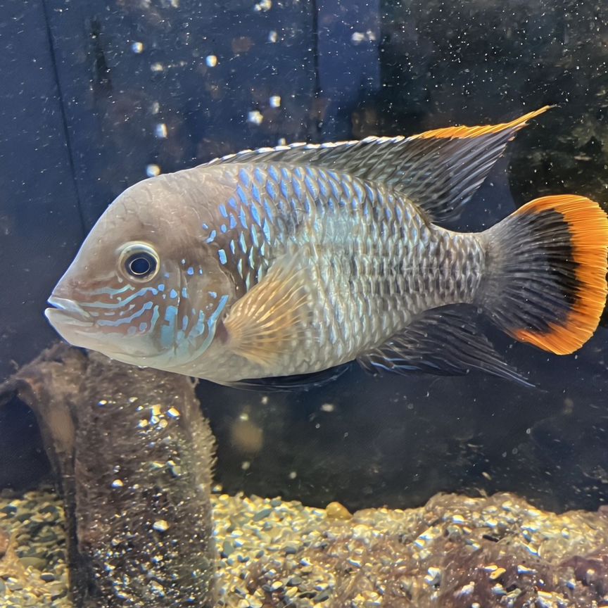 Рыба Акара бирюзовая