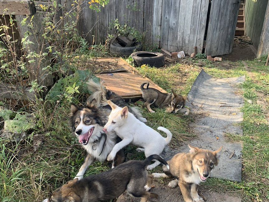 Собака в добрые руки