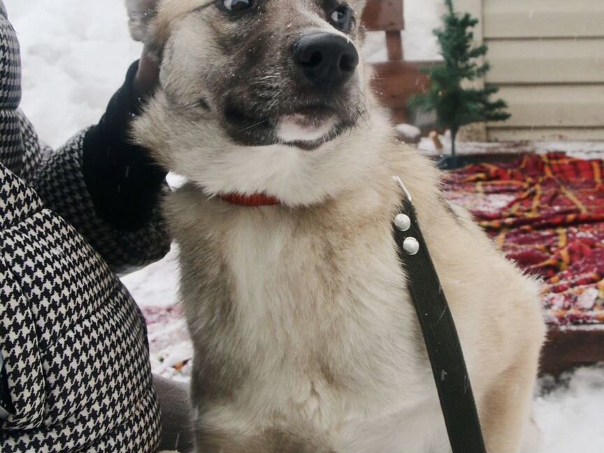Щенок в добрые руки