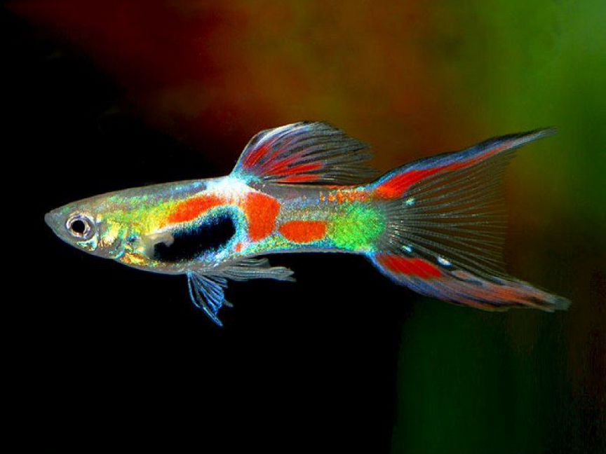 Гуппи Эндлера самцы