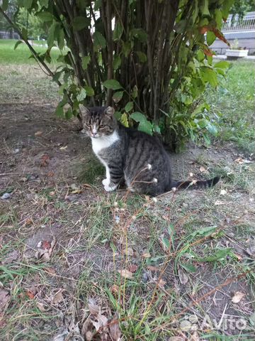 Кошка (кот) без лукошка