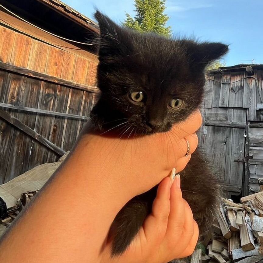 Котёнок в добрые руки