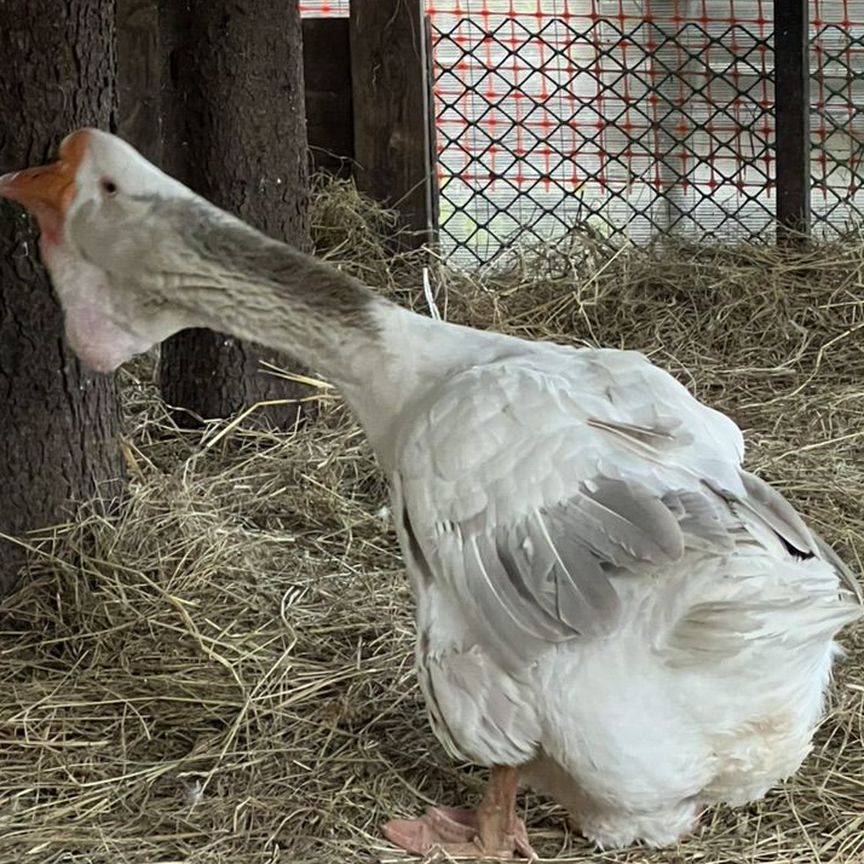 Гуси холмогорские семья