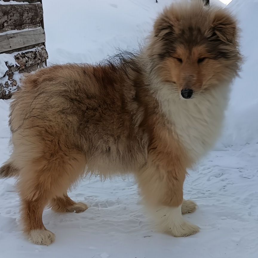 Колли, щенок