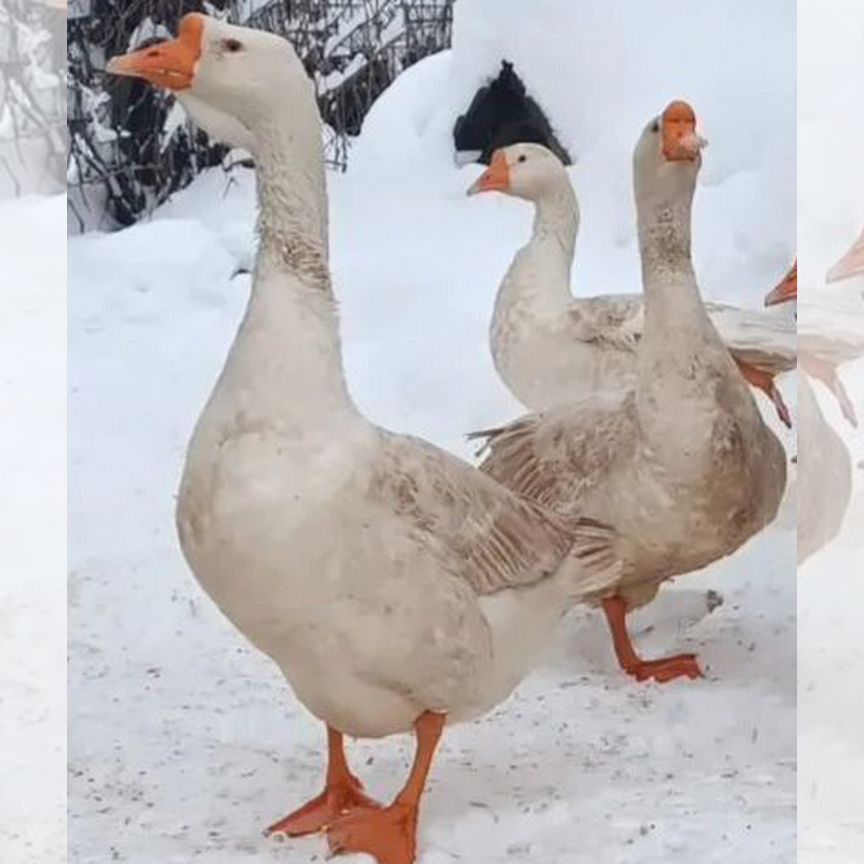 Продам гусей на племя