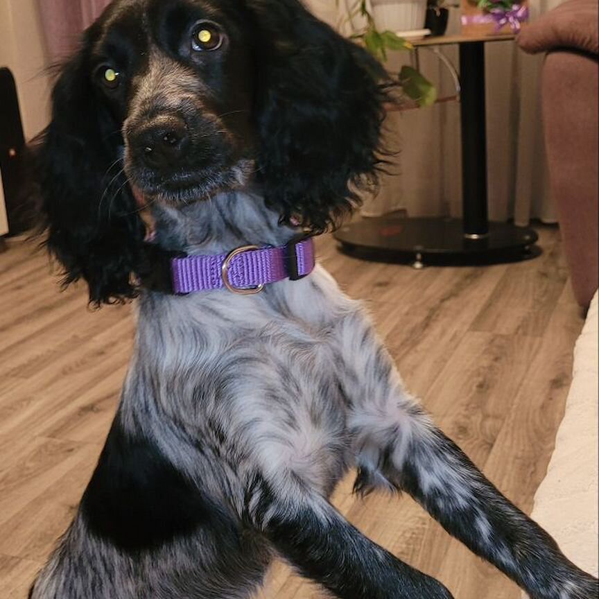 Русский спаниель