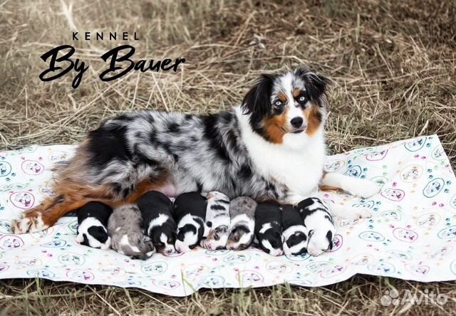 Миниатюрная американская овчарка