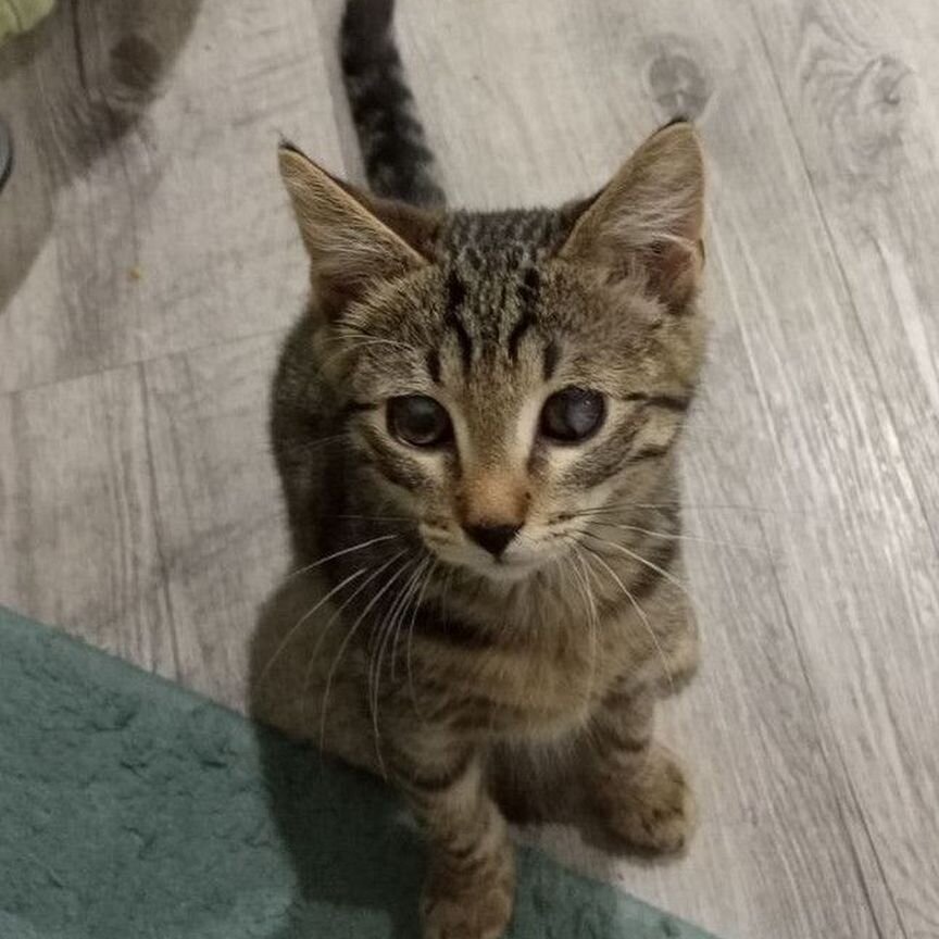 Ищем семью для котёнка