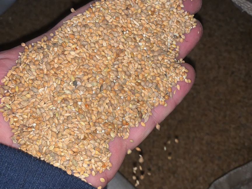 Просо на корм