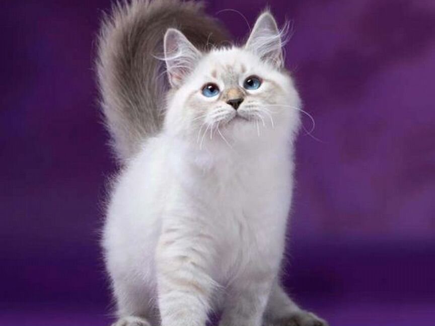Породные котята
