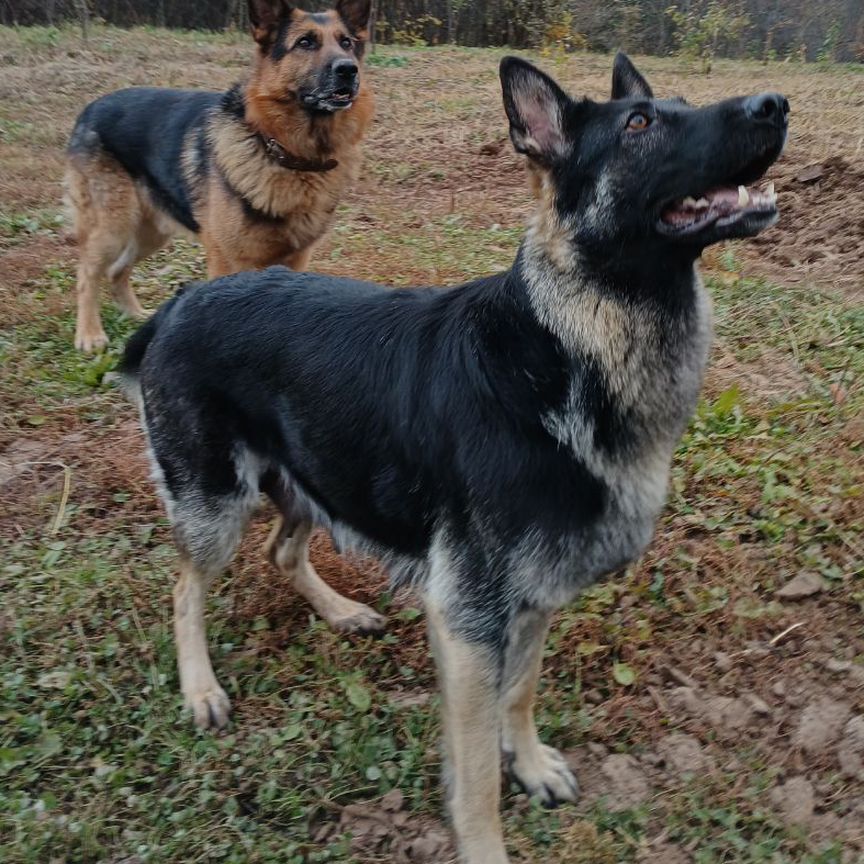 Немецкая овчарка, щенок