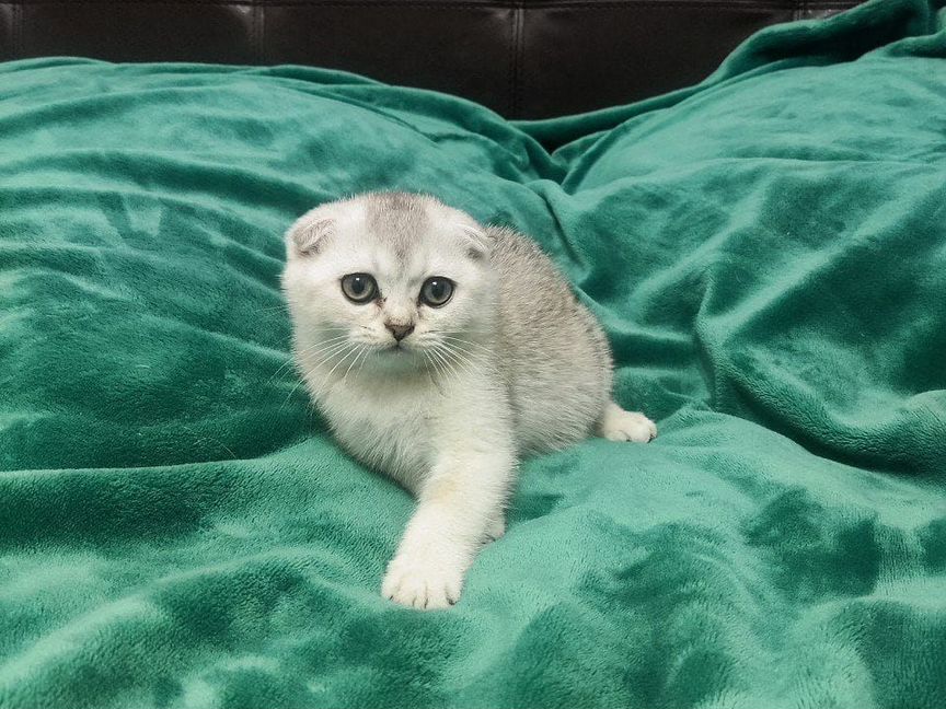 Шотландская вислоухая шиншилла