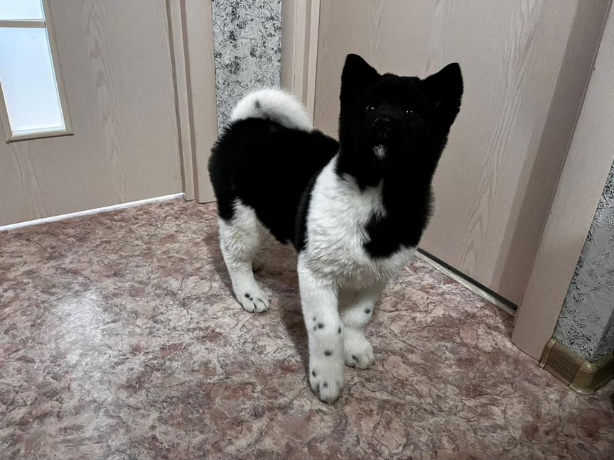 Щенок Американской акиты