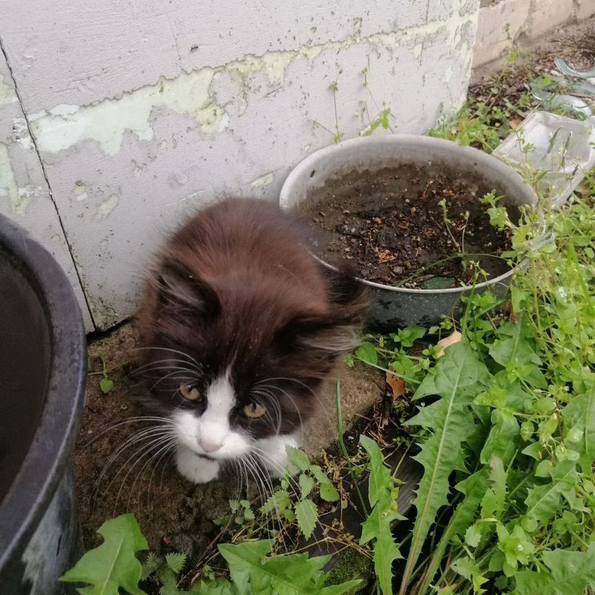 Котёнок в добрые руки