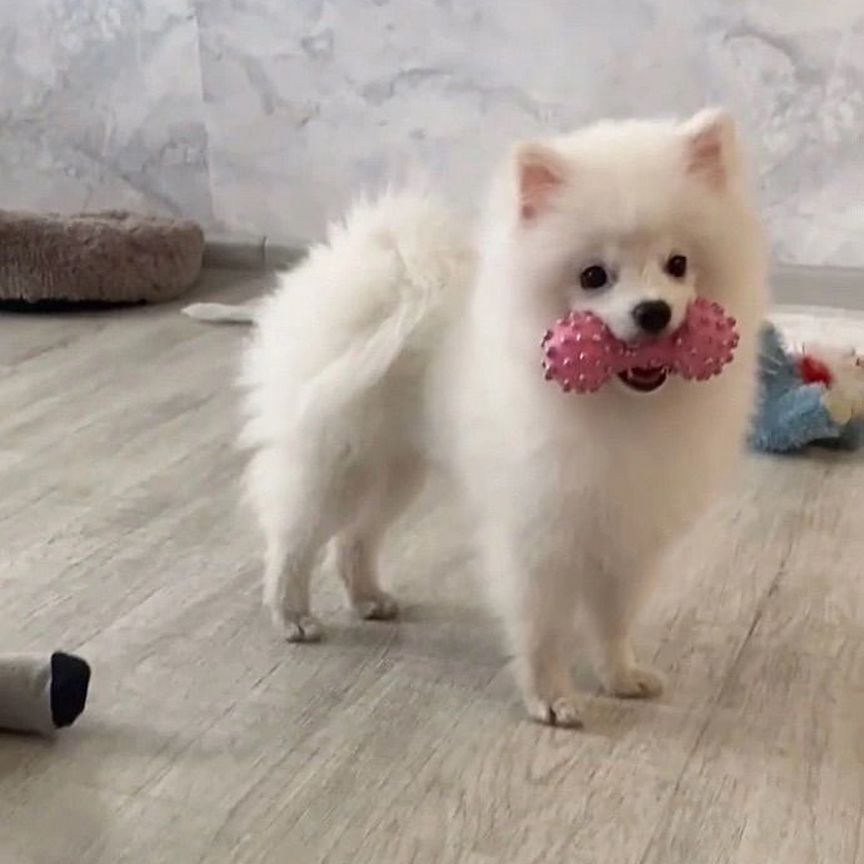 Померанский шпиц мини