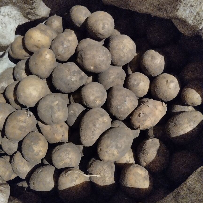 Картофель мелкий на корм скоту