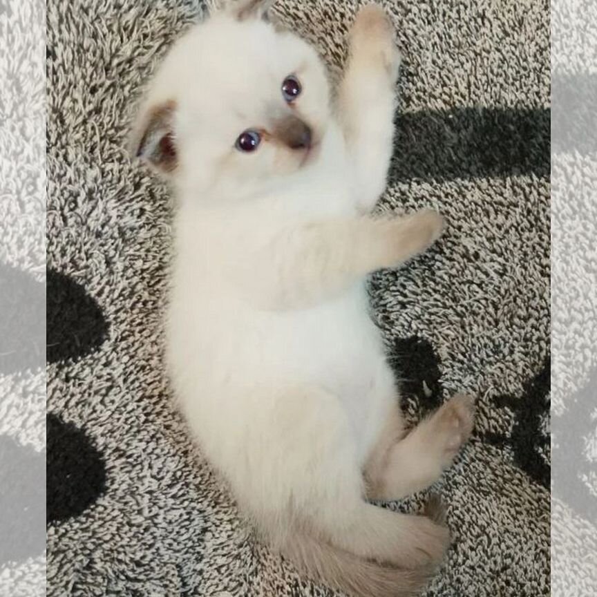 Котёнок от частного владельца