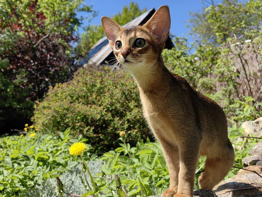 Абиссинские котята