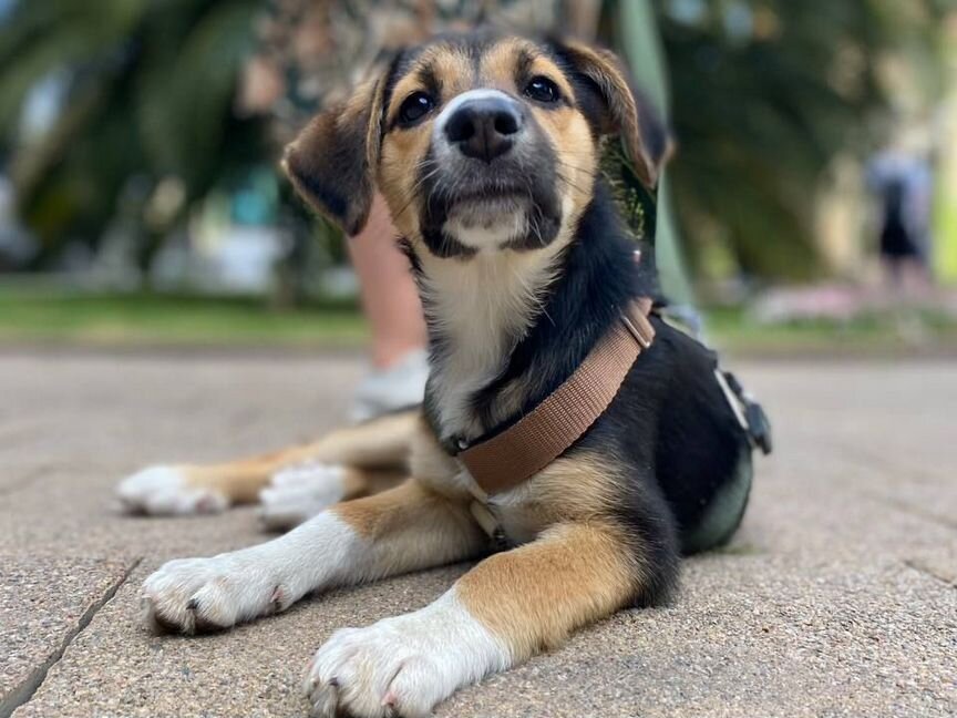 Очаровательный щенок в добрые руки