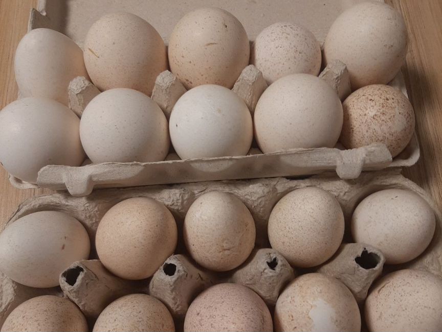 Инкубационное яйцо индюков