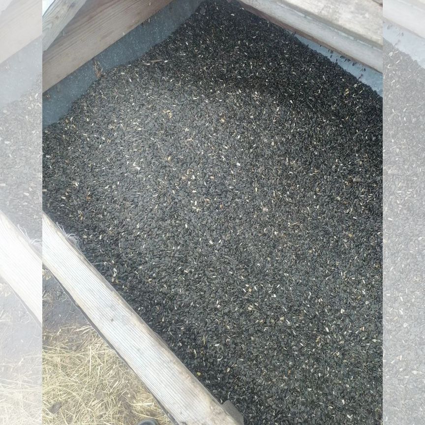 Подсолнечные семечки