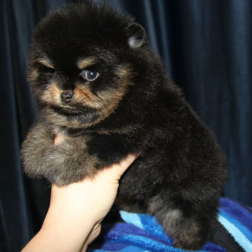 Померанский шпиц, щенок
