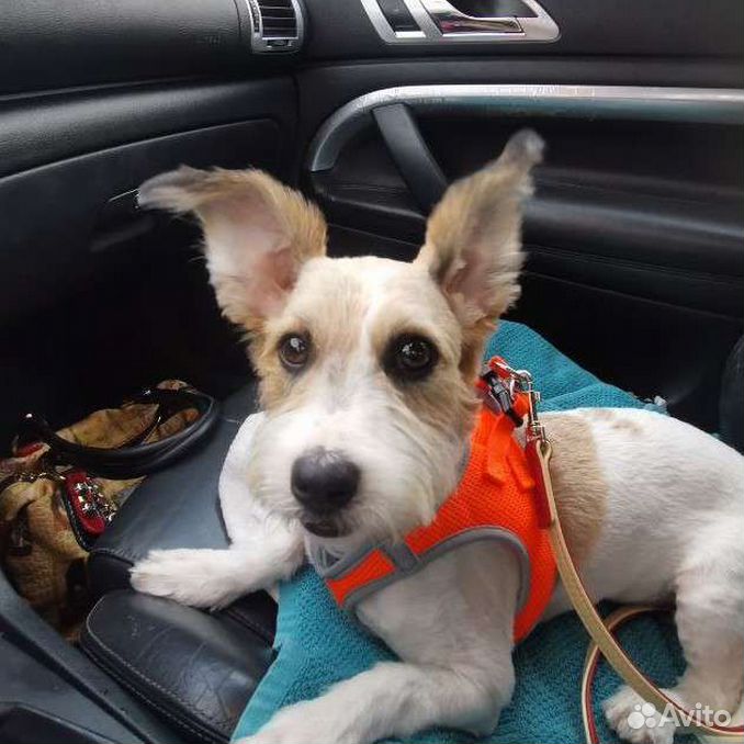 Милашка -очаровашка, щенулька, 6 мес., ищет семью