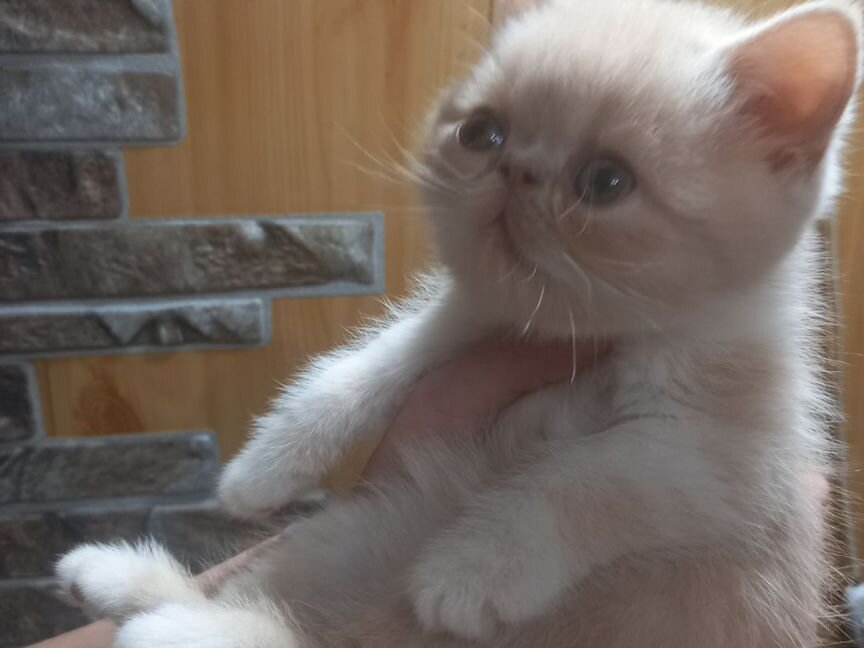 Экзотические котята