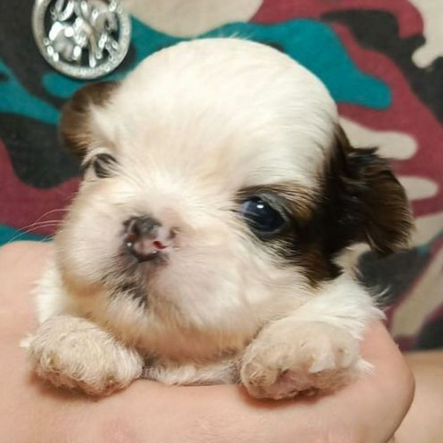 Маленькая принцесса