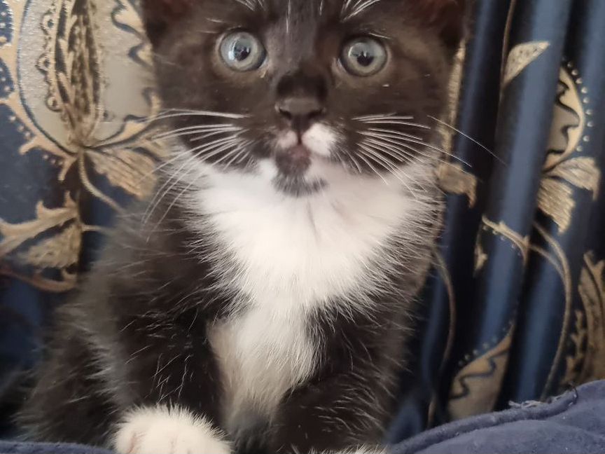 Кошка