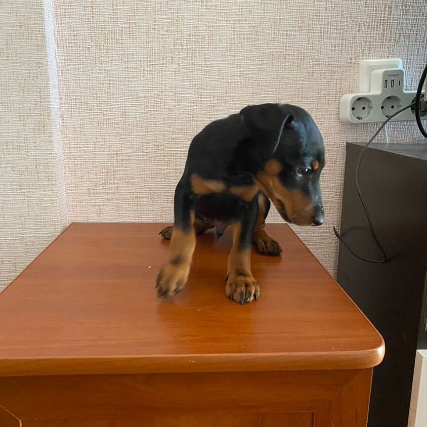 Щенки ягдтерьера