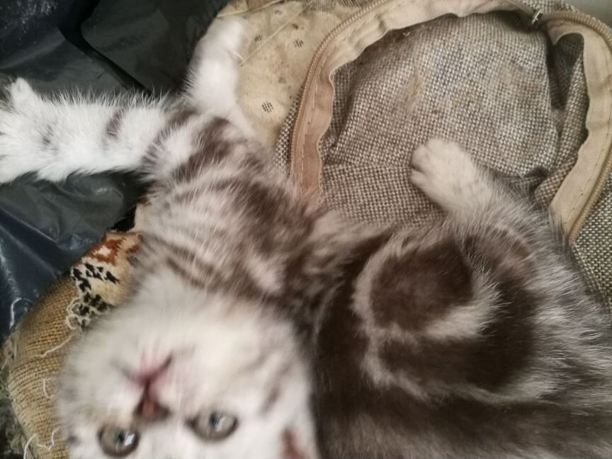 Кошка
