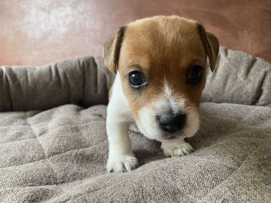 Щенки джек Рассел терьер