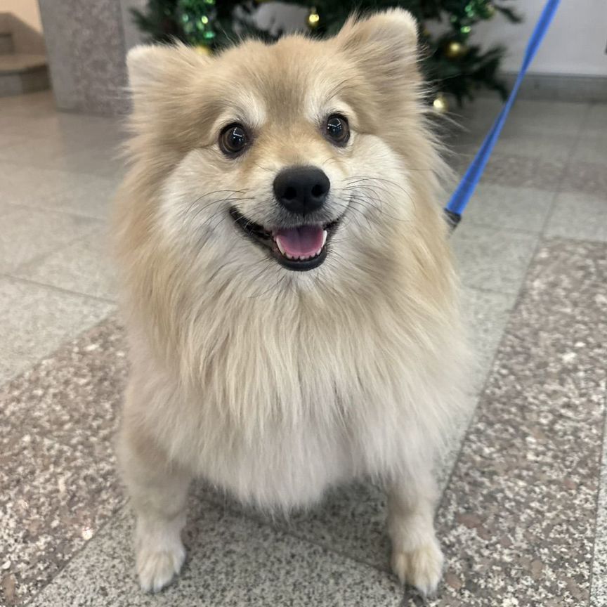 Немецкий шпиц, взрослый пёс